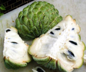 Soursop - Where to Buy Soursop Guyabano Graviola Juice, Tea & Leaves